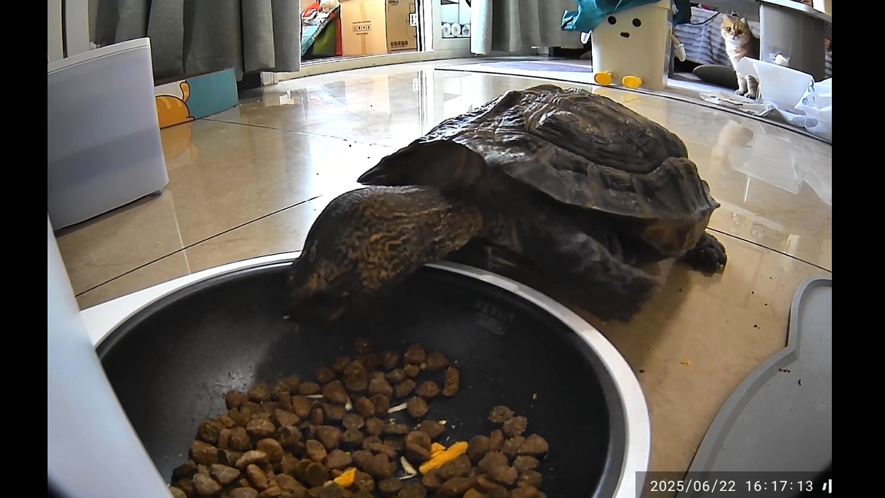 Cat patiently watches tortoise eat its food in Beijing, China