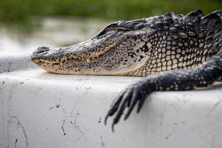 Alabama hunters stumble upon monster alligator weighing 620 pounds. Was ...