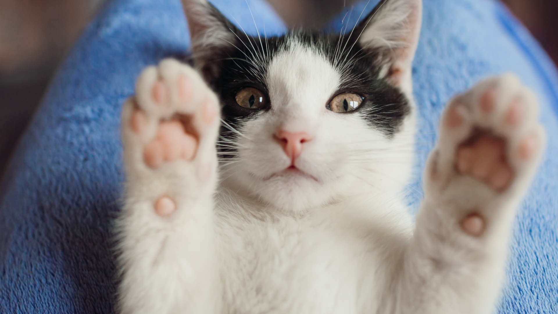 What if your cat saw you as another feline? Science gets involved