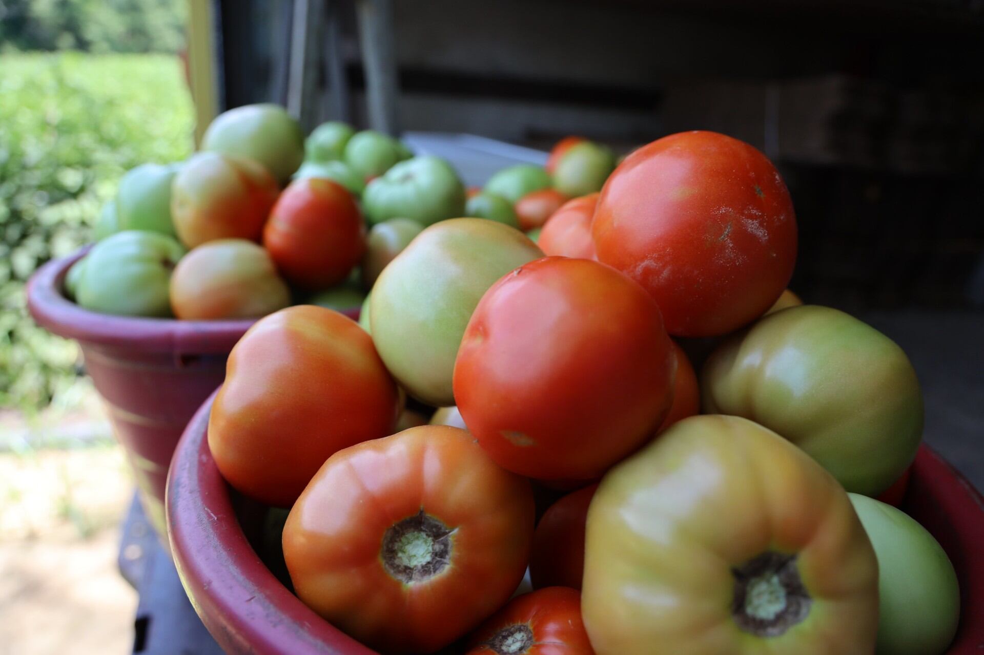 Alabama Fruit and Vegetable Growers’ Association says end of Mexico ...