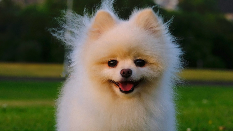 This Pomeranian’s Keyboard Skills Deserve a Grammy (or at Least a Treat)
