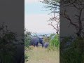 Close-Up Elephant Encounter on Guided Nature Walk