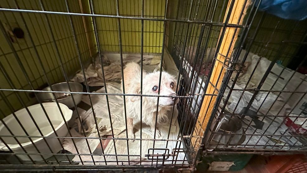 'Operation Tiny Titans' rescues 21 animals from breeder in Tennessee