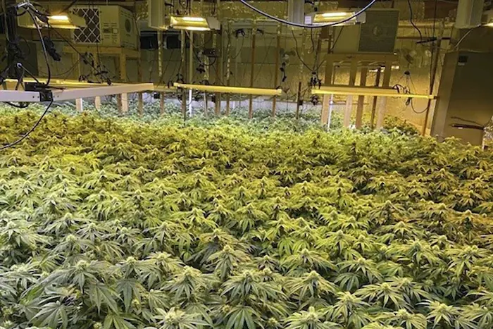 Billion-dollar Chinese marijuana grow operations have infiltrated the ...