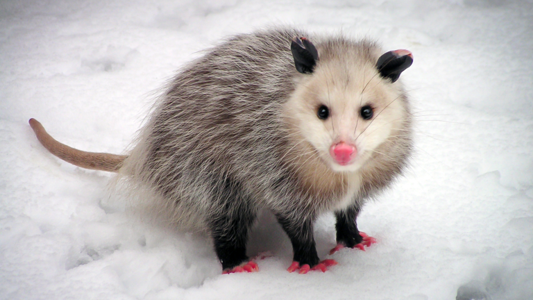 Virginia opossums: The American marsupials that have barely changed ...