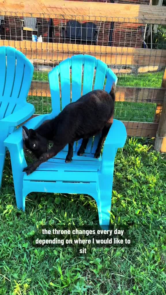 Watch the Underdog Goats Take the Spotlight in the Pasture