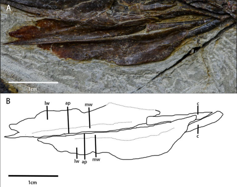Rare fossil discovery reveals dinosaur voice box
