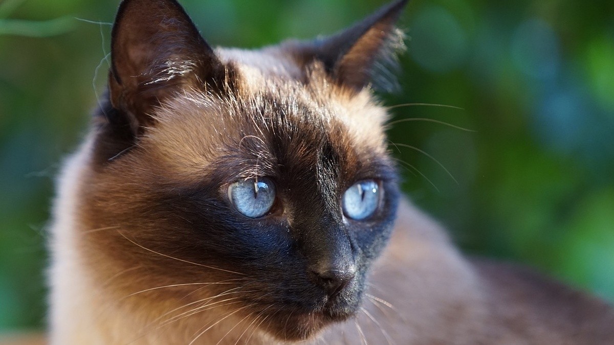 These 12 cat breeds stand out for their intelligence and tenderness