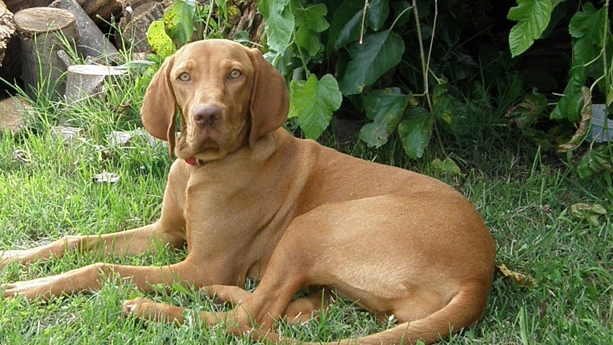 15 dog breeds that can't stand being alone, they love being with their ...