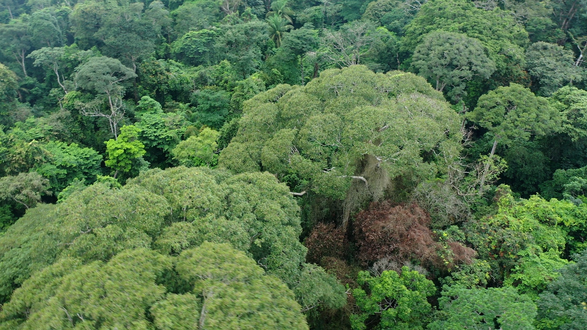 Lightning Strikes Are Good, For One Tree Species At Least