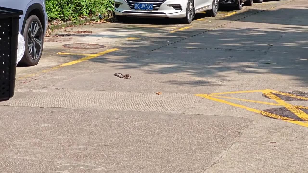Frog escapes after snake bite in Guangzhou, China
