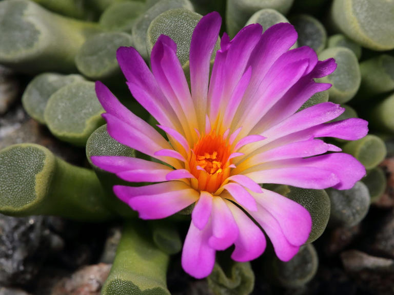 Guía completa y detallada para los cuidados de la planta Frithia pulchra
