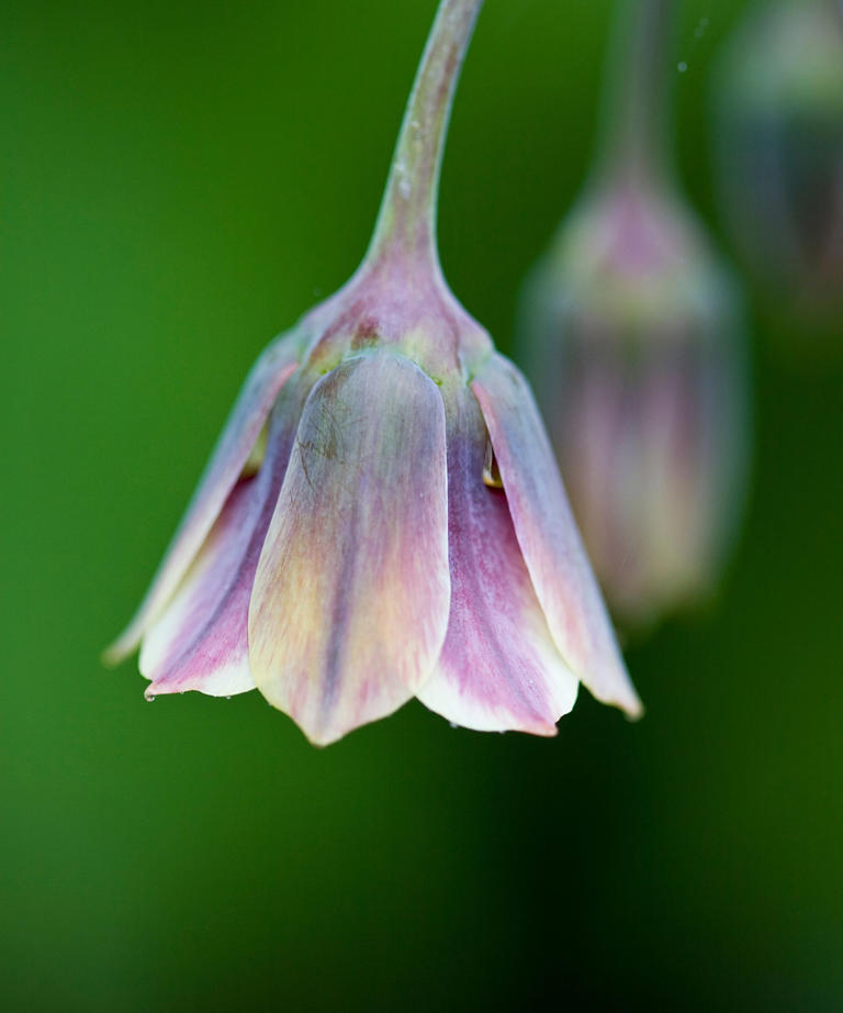 How to grow Sicilian honey garlic – for an exquisite and whimsical ...