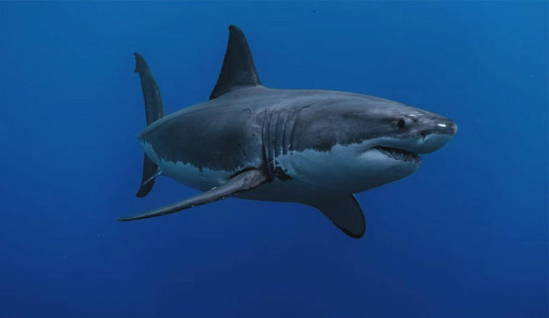 Surfer 'shot out of the water' by shark in California