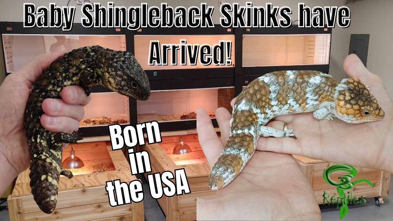 Baby Diamond Pythons and Baby Designer Green Tree Pythons Arrive!