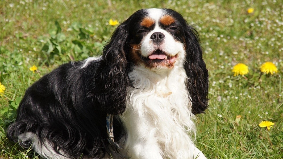 8 easy-care dog breeds perfect for first-time owners