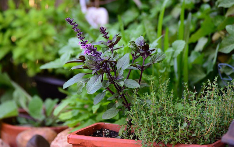 Guía completa de variedades de albahaca: tipos, características y usos