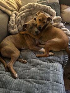 BEHIND EVERY GREAT DOG IS A GREAT PET PARENT