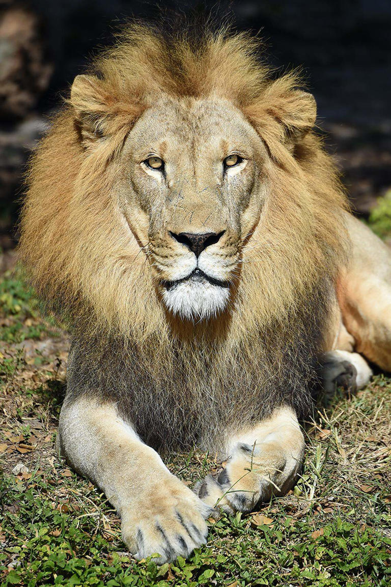 Zoo Miami's iconic ‘Lion King' Jabari euthanized at 17 years old. Here ...