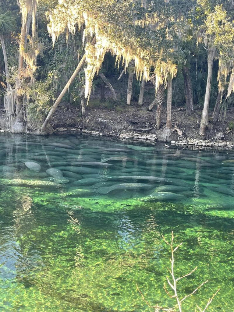 Complete Guide To Florida's Blue Spring State Park