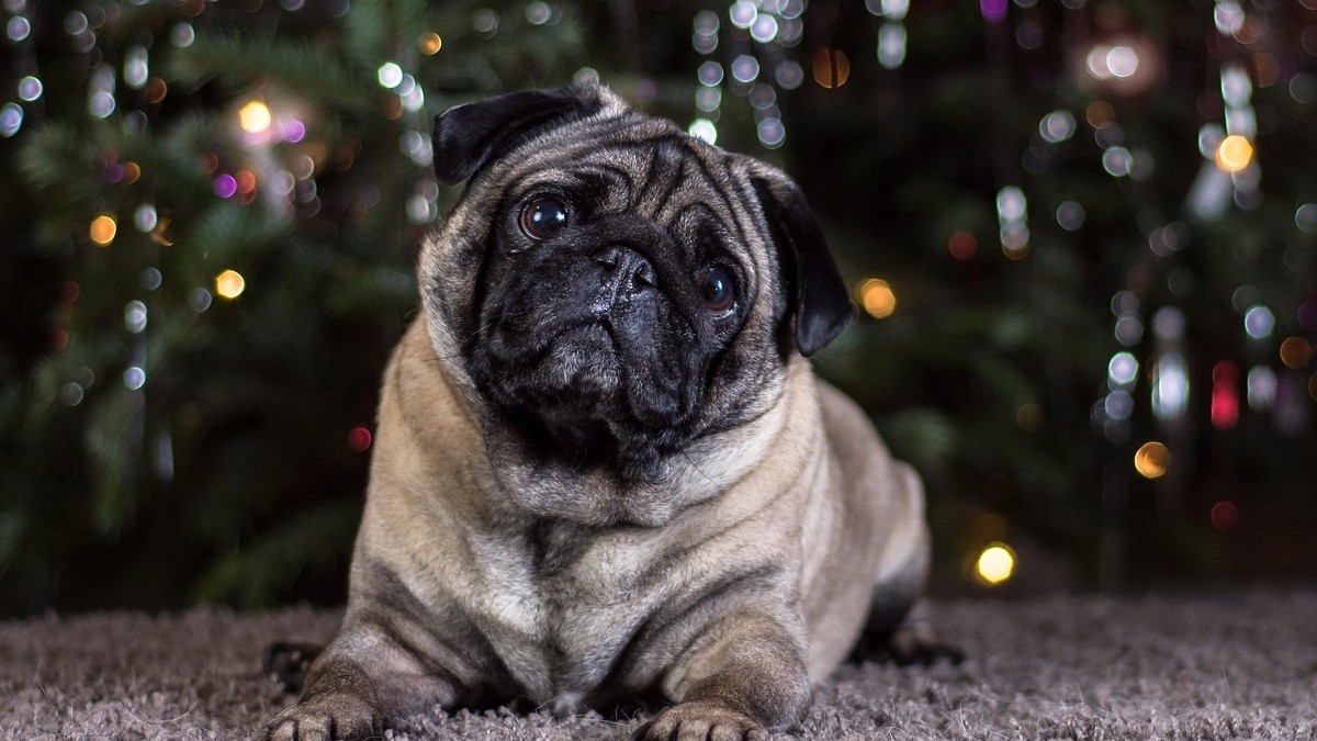 Los 8 perros más mimados que aman abrazarse con sus dueños