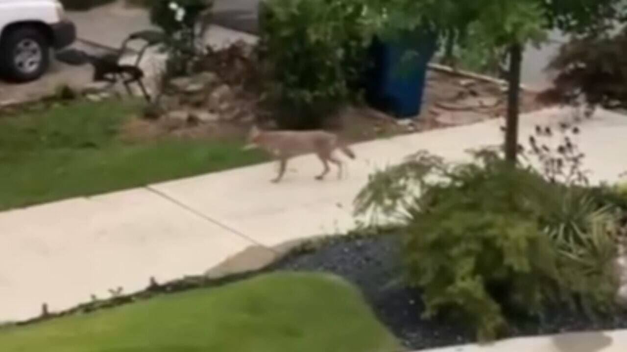Coyotes spotted in Midtown Atlanta
