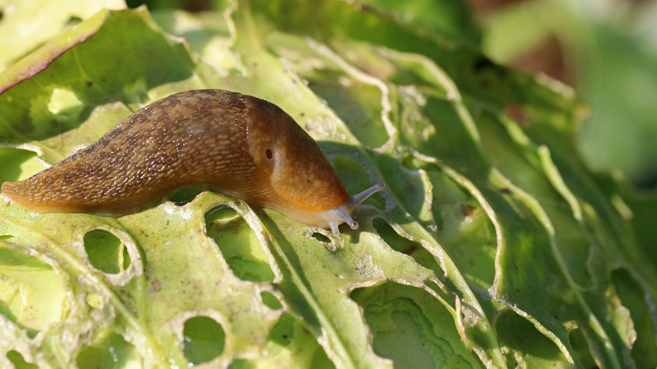 9 Signs That Mean Your Garden Is Infested With Slugs