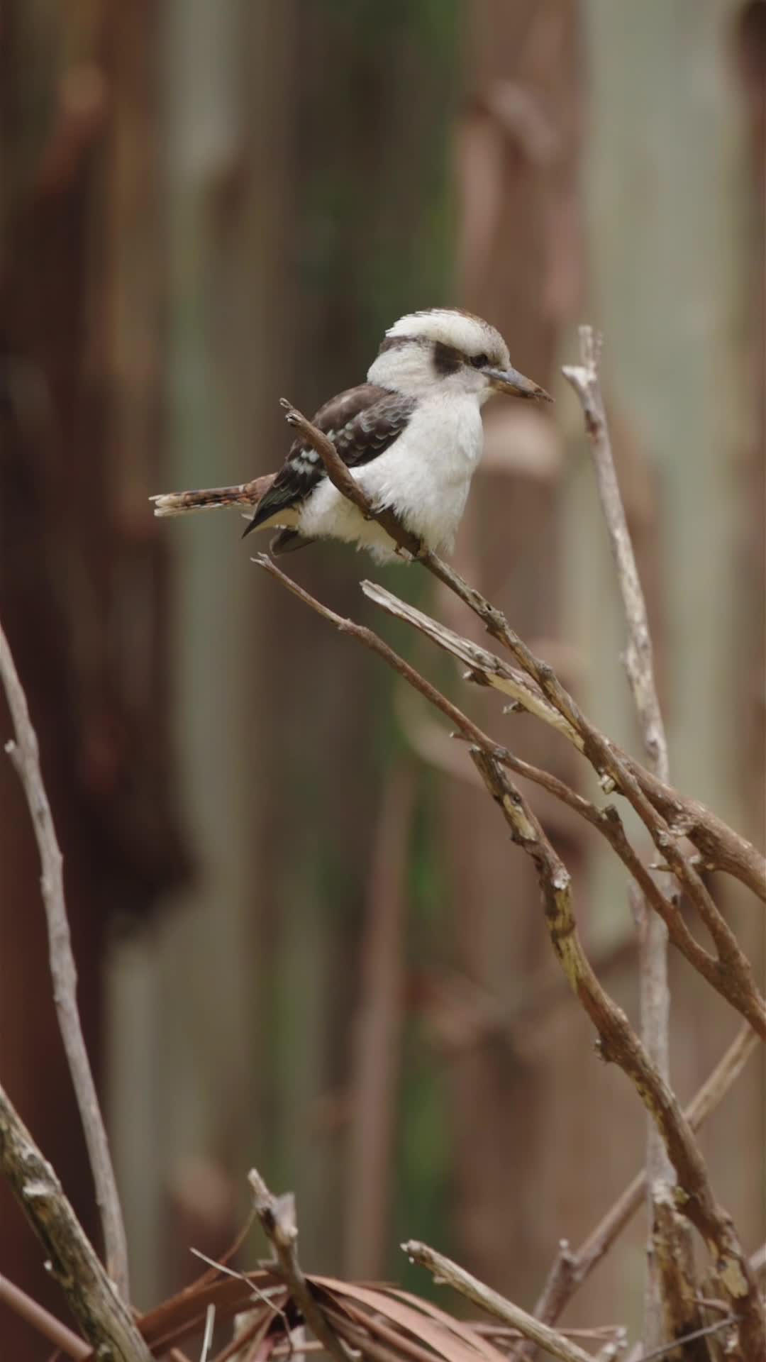 Wildlife Photographer Keeps Catching Footage Of Birds Pooping!