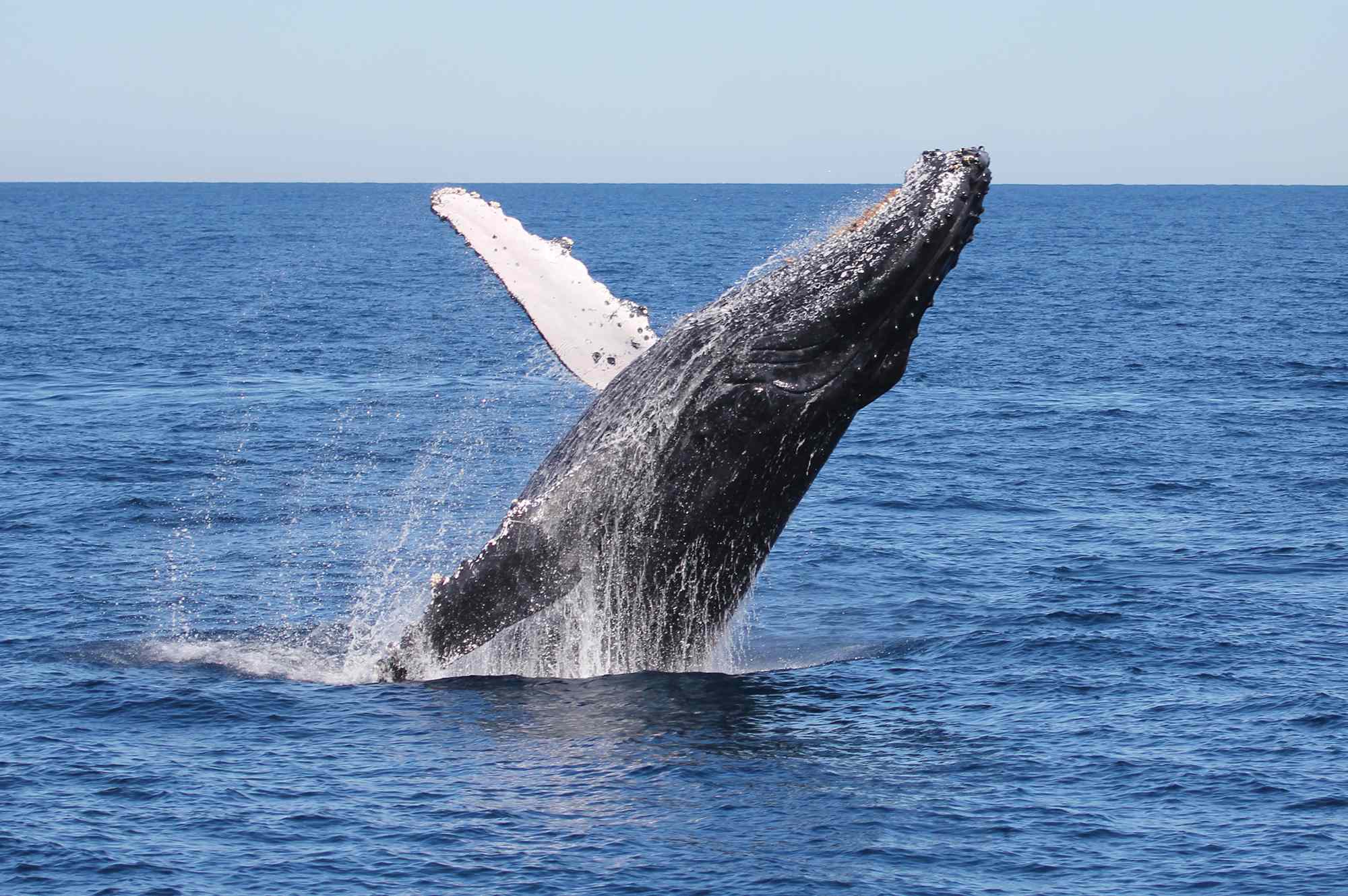 It's a Record-breaking Year along the 'Humpback Highway'—How to See It