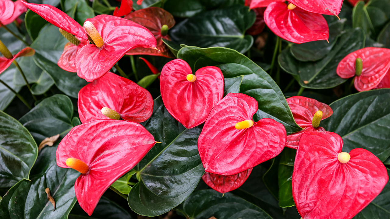 10 Gardening Tips For Growing Beautiful Blooming Anthurium