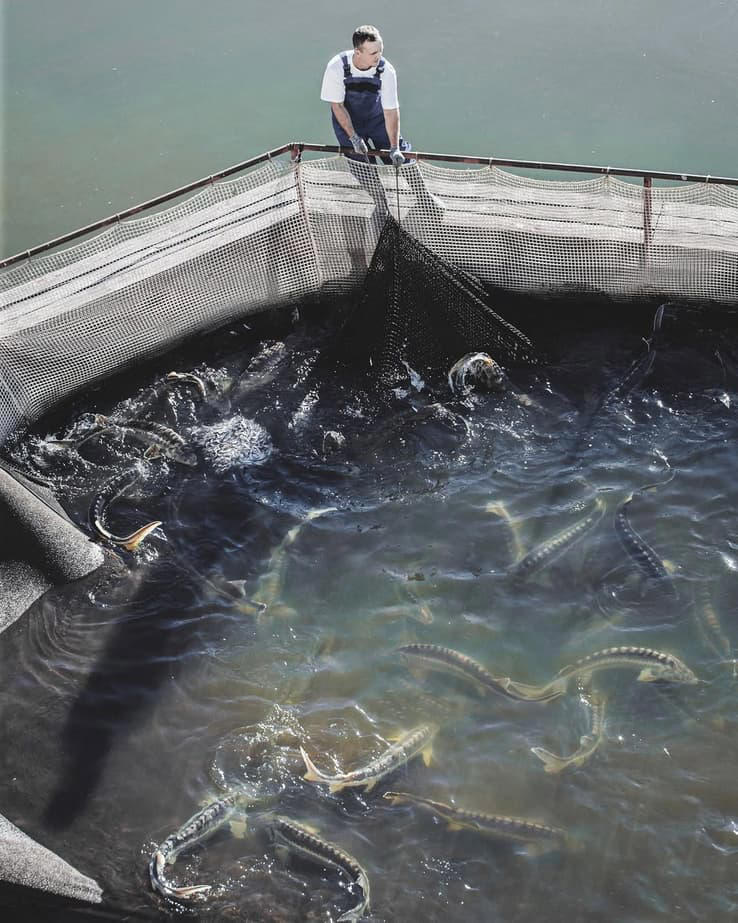 D'origine russe mais implantée à Paris, la Maison Volzhenka veut ...