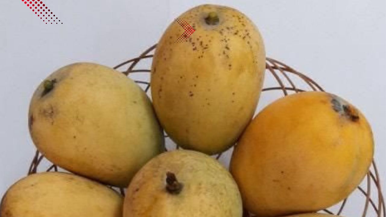 Sindoor Mango: ऑपरेशन सिंदूर के नाम पर वैज्ञानिकों ने विकसित की आम की ...