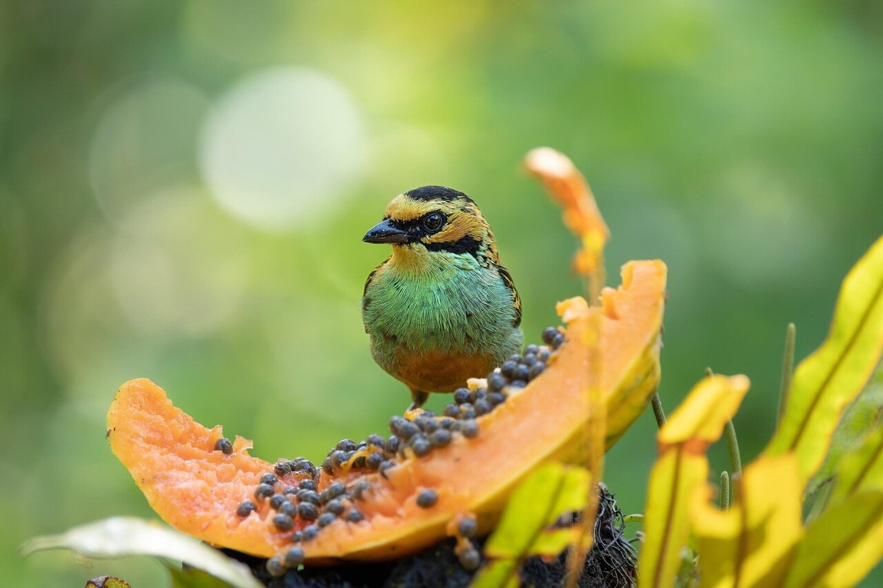 Hidden black and white feathers found to intensify blue and yellow bird ...