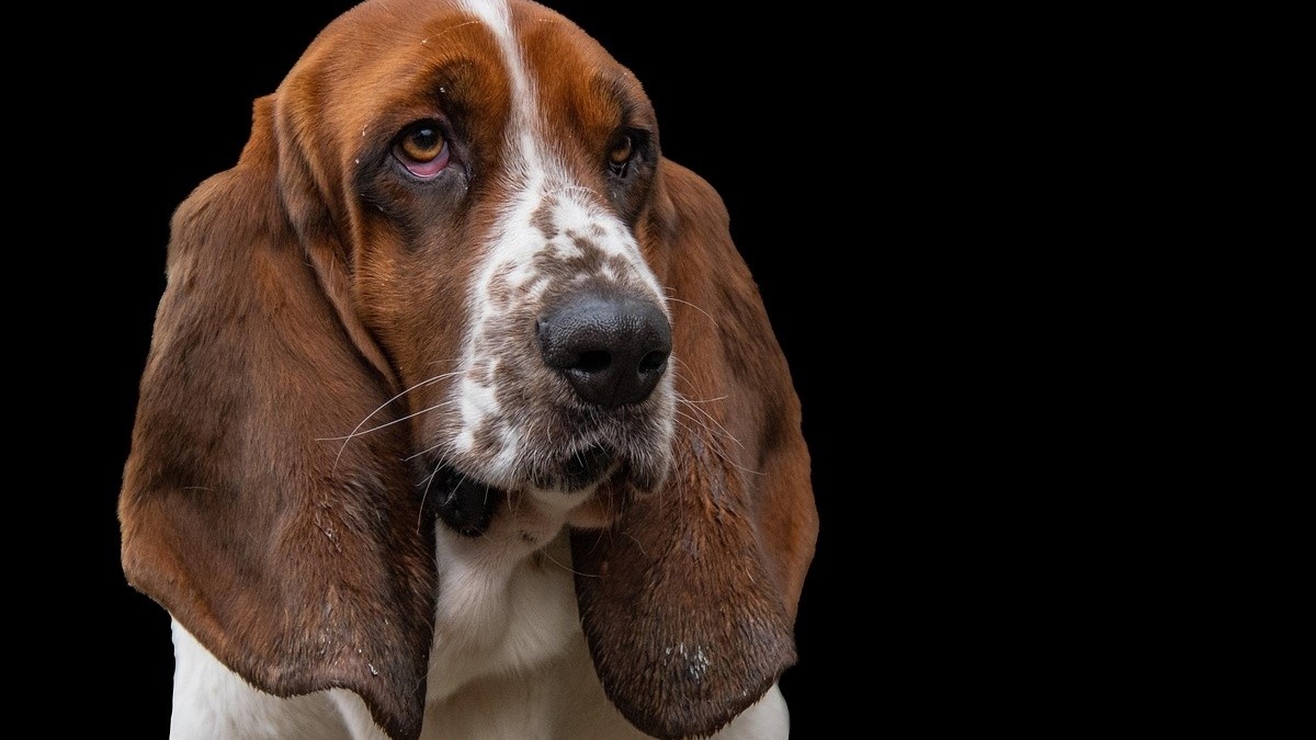 Top 15 most disobedient dog breeds that defy their owners