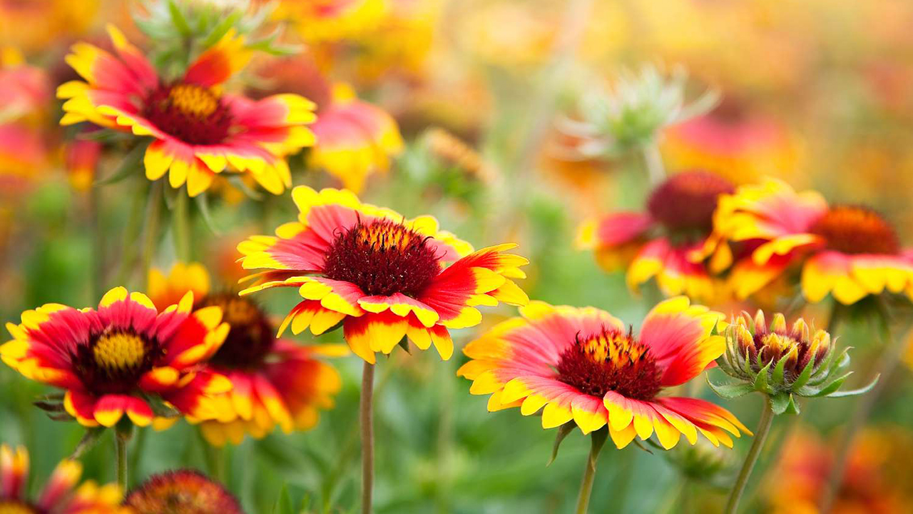 10 Flowers That Love Getting Full Sunlight