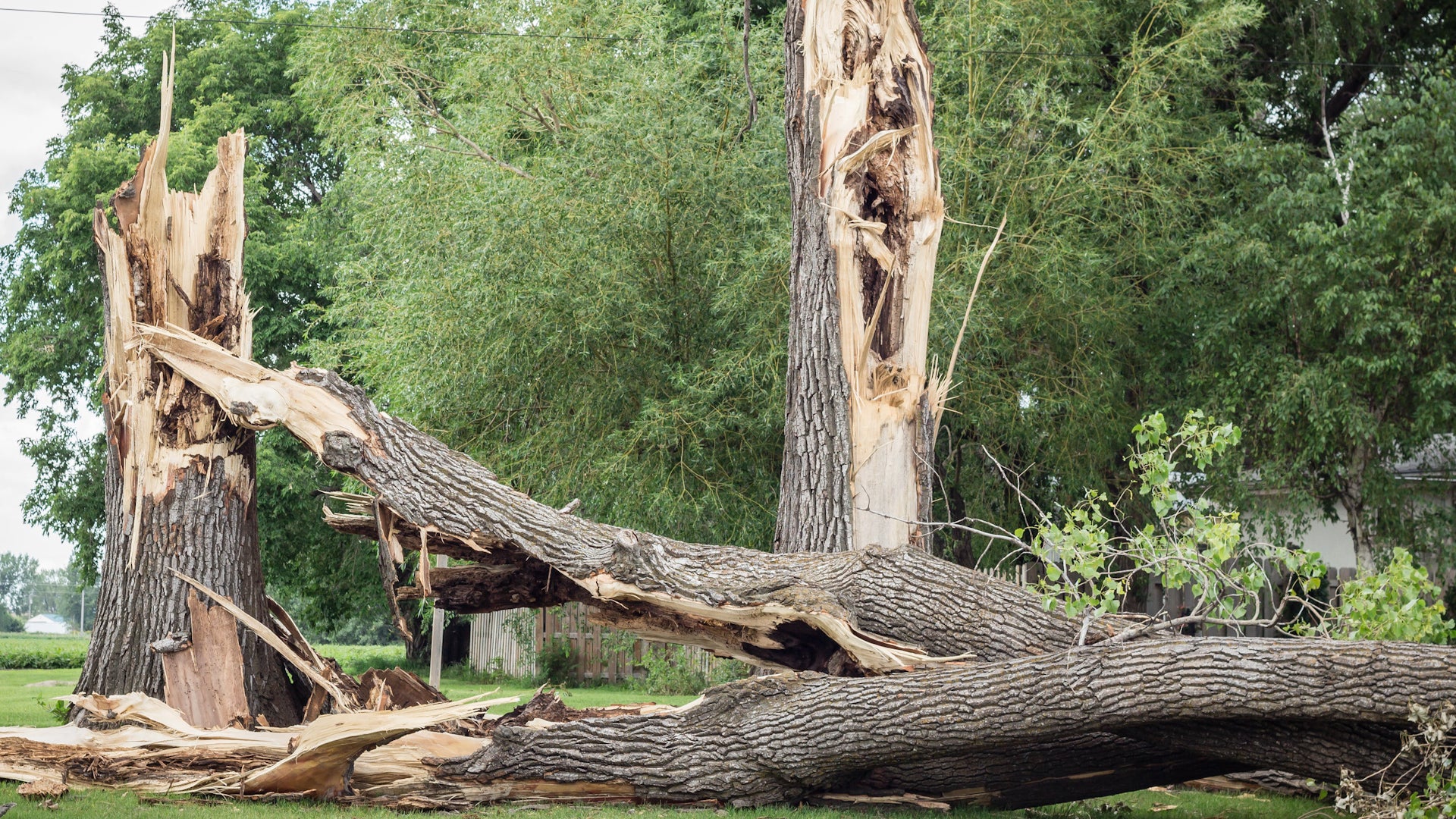 Lightning Is A Surprising Tree Killer