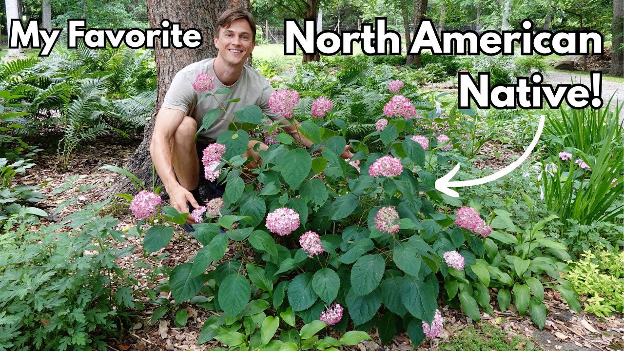Grow this NATIVE HYDRANGEA - Smooth Hydrangea arborescens