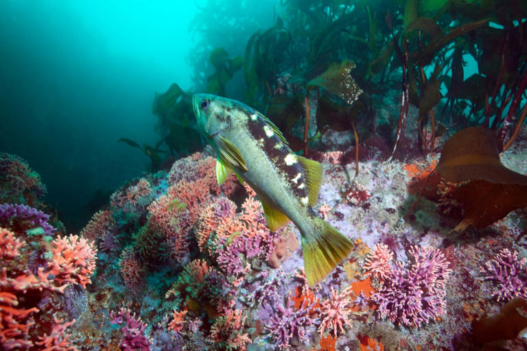 Lisa Wooninck, Finding Sanctuary: Conserving rockfish – elders of the ocean