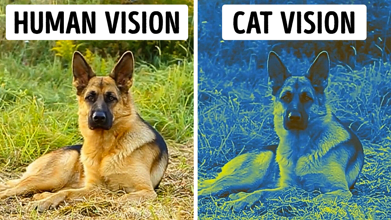 How Animals See the World | Amazing Facts about Animals