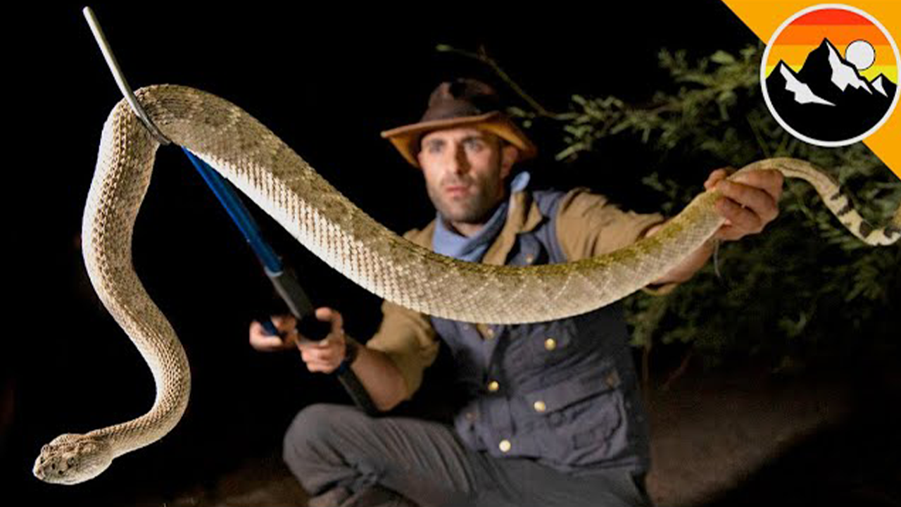 A Close Call with the Deadliest Snake in America