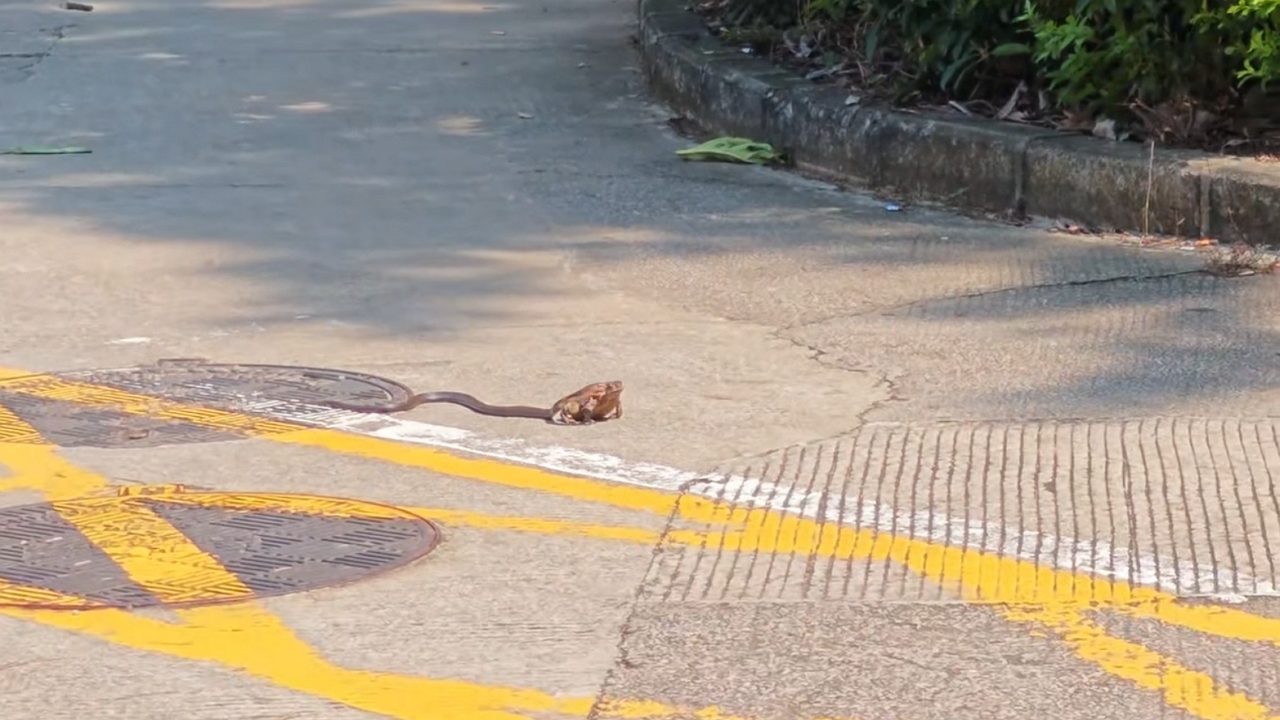 Frog escapes after snake bite in Guangzhou, China