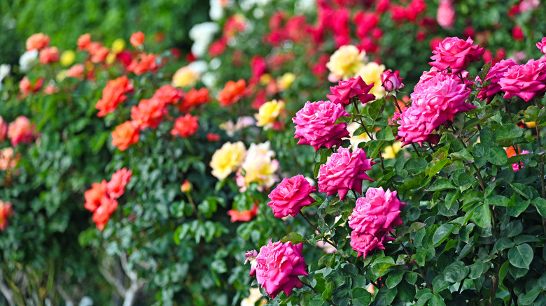 The New Variety Of Rose Named After Barbra Streisand And How It Came To Be