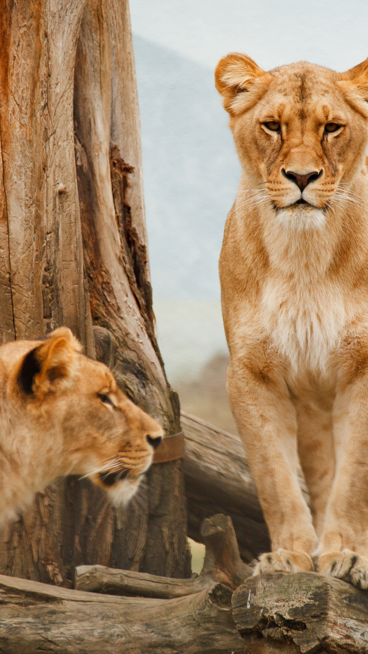 10 Indian wildlife experiences that can rival international safaris