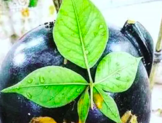 Bilva Leaves, Rudraksha, and Milk: What Each Sawan Offering Truly ...
