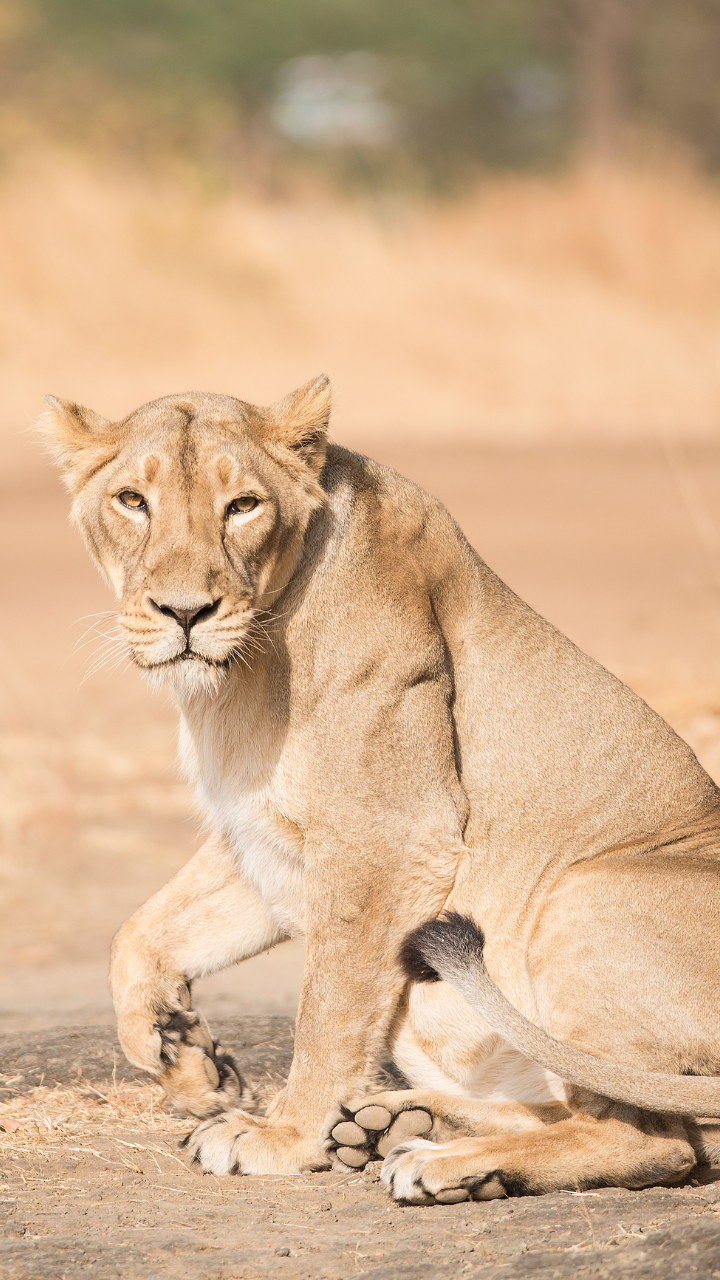 10 Indian wildlife experiences that can rival international safaris