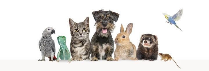 What Are the Most Popular Pets in the U.S.?