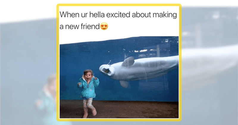 25 Silly Sea Creature Memes for Ocean Lovers Who Need a Gentle Mental Swim