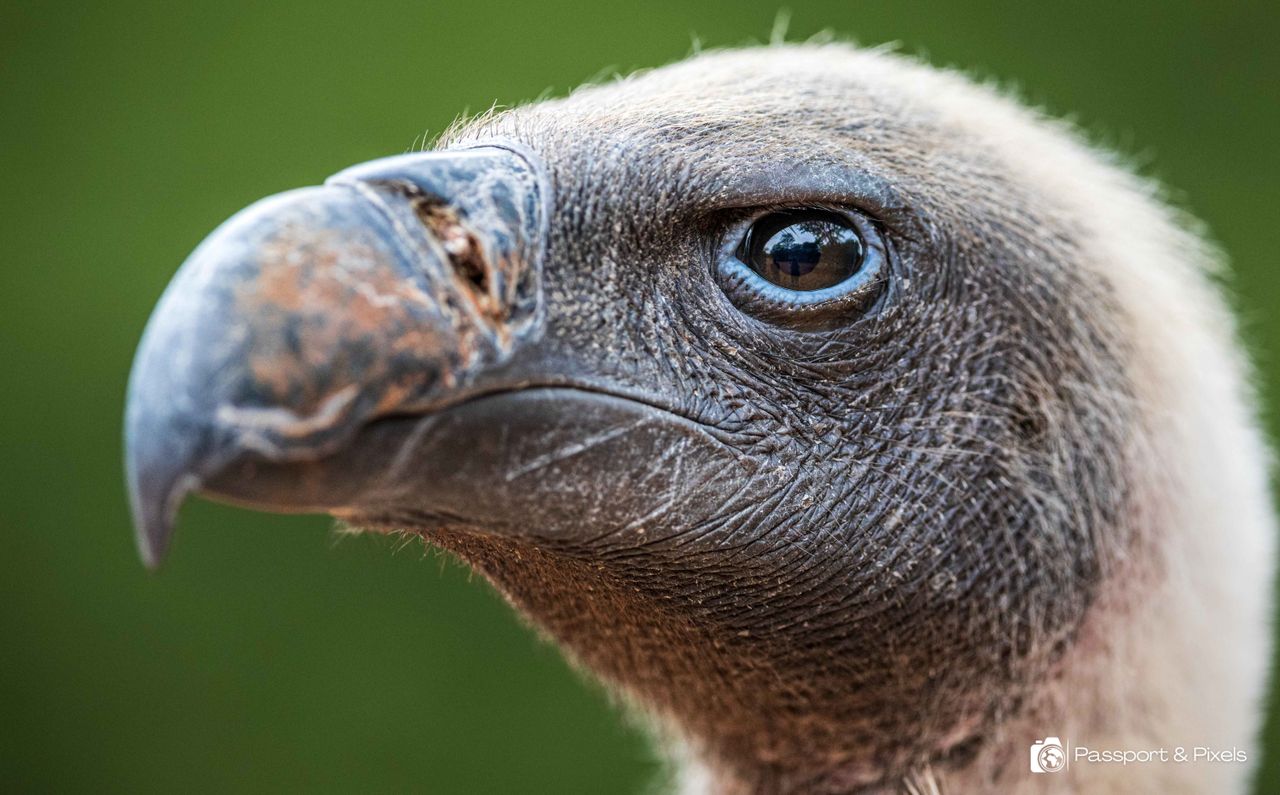 Some photographers on social media really hate watermarks – here’s why ...