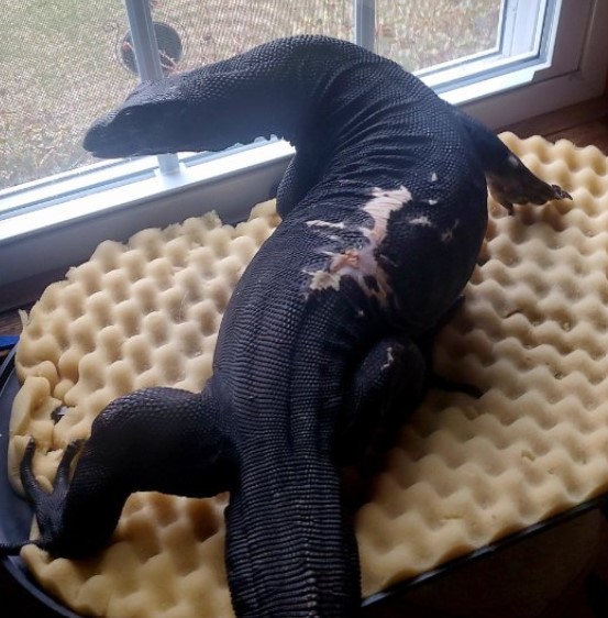 5-foot monitor lizard who crossed state lines into CT has been spotted ...