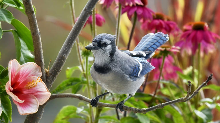 Repurpose Your Old Wire Wastebaskets For A Unique Birdbath